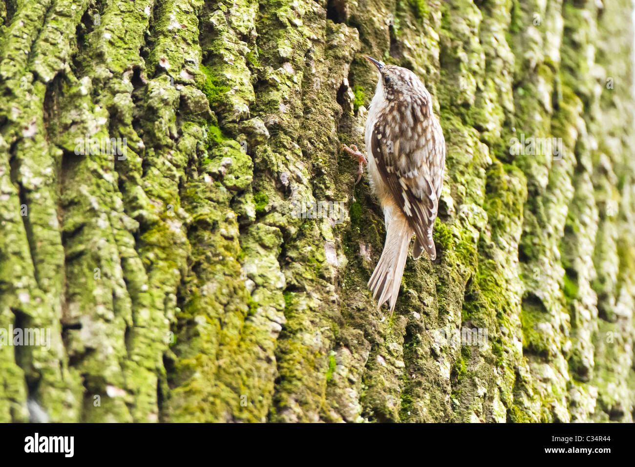 Tree creeper bird watching hi-res stock photography and images - Alamy