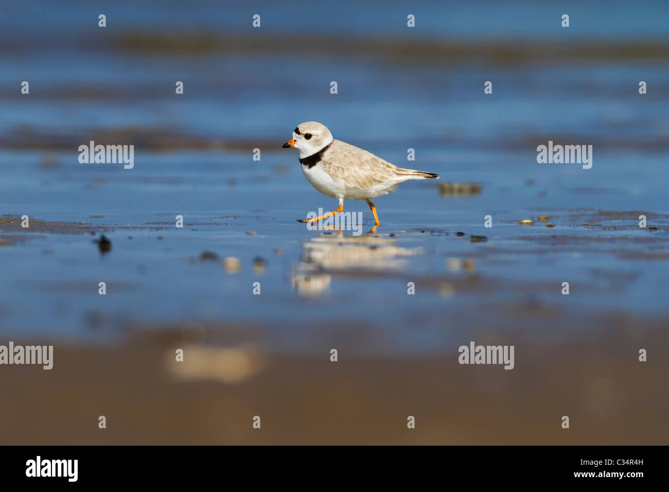Piping plover hi-res stock photography and images - Alamy