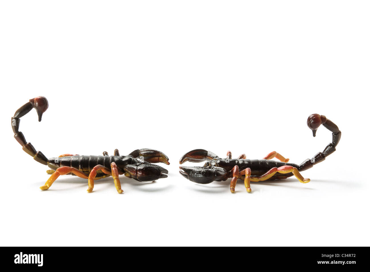 Scorpions hi-res stock photography and images - Alamy