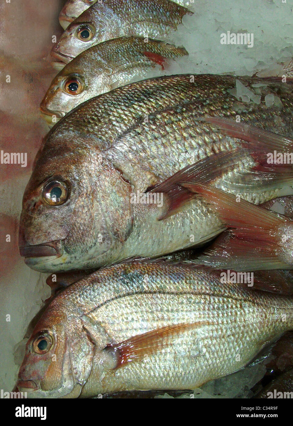 Hoki fish hi-res stock photography and images - Alamy