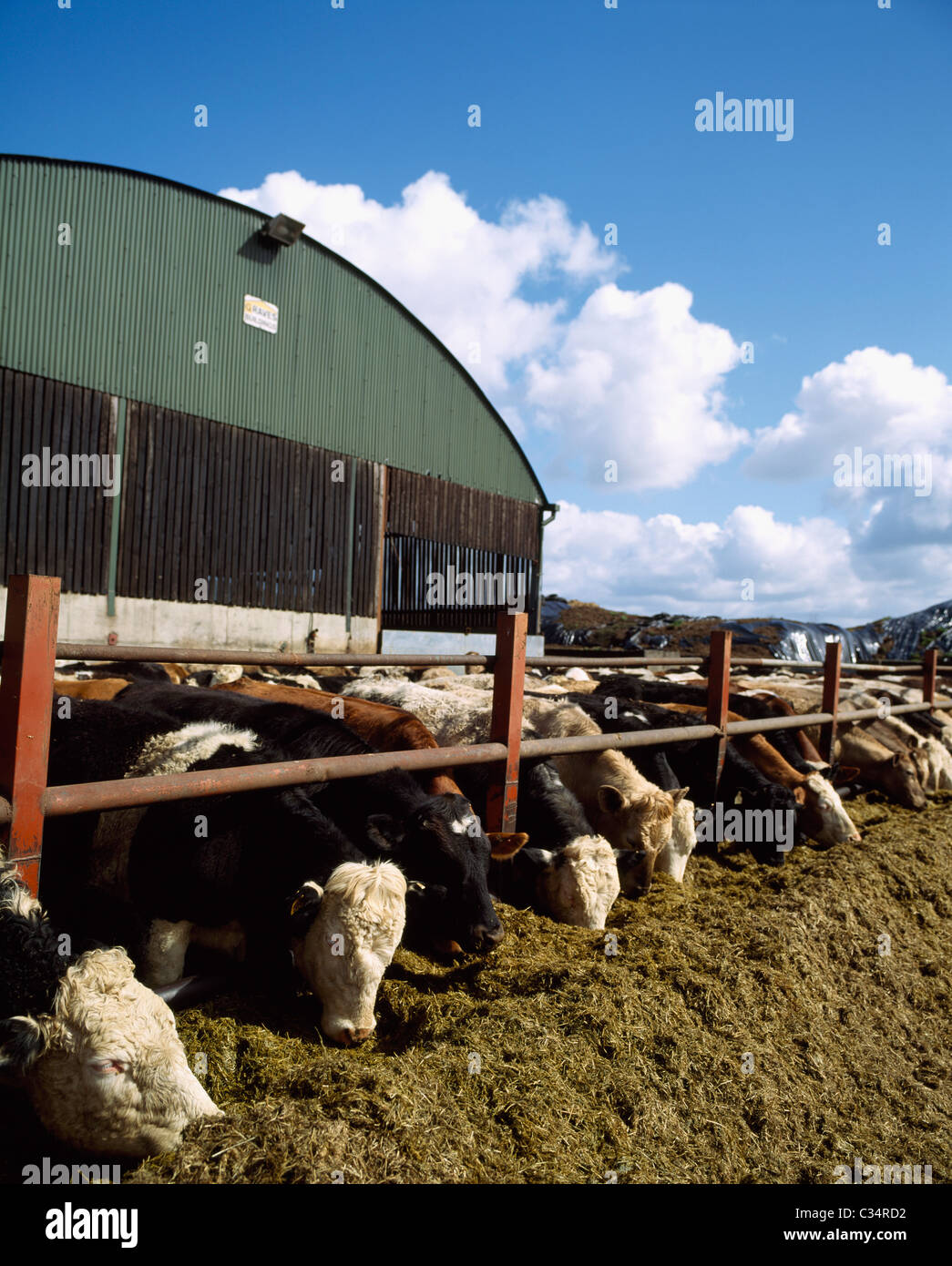 Cattle eating silage hi-res stock photography and images - Alamy