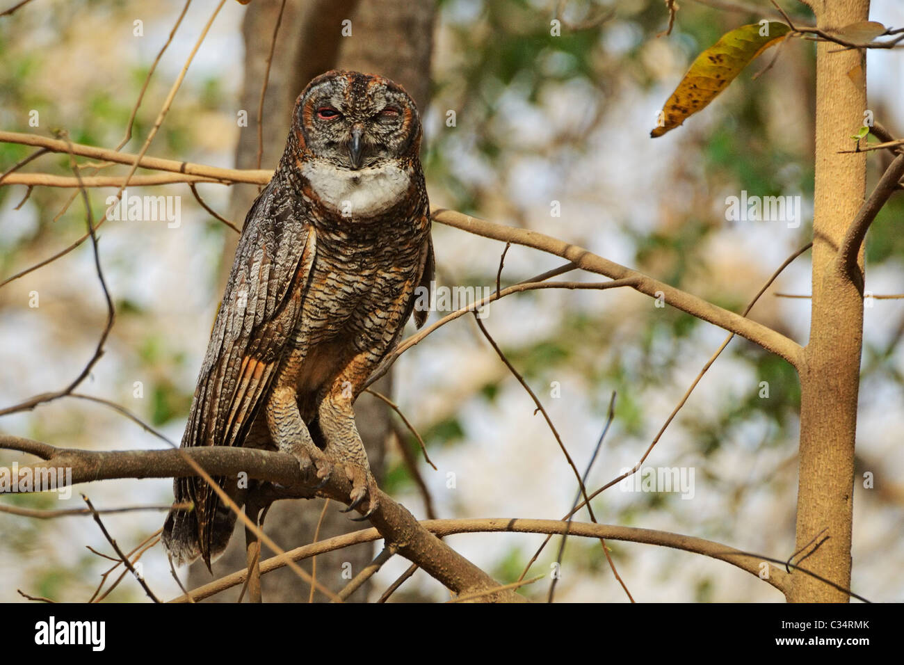 Mottled wood owl strix ocellata hi-res stock photography and images - Alamy