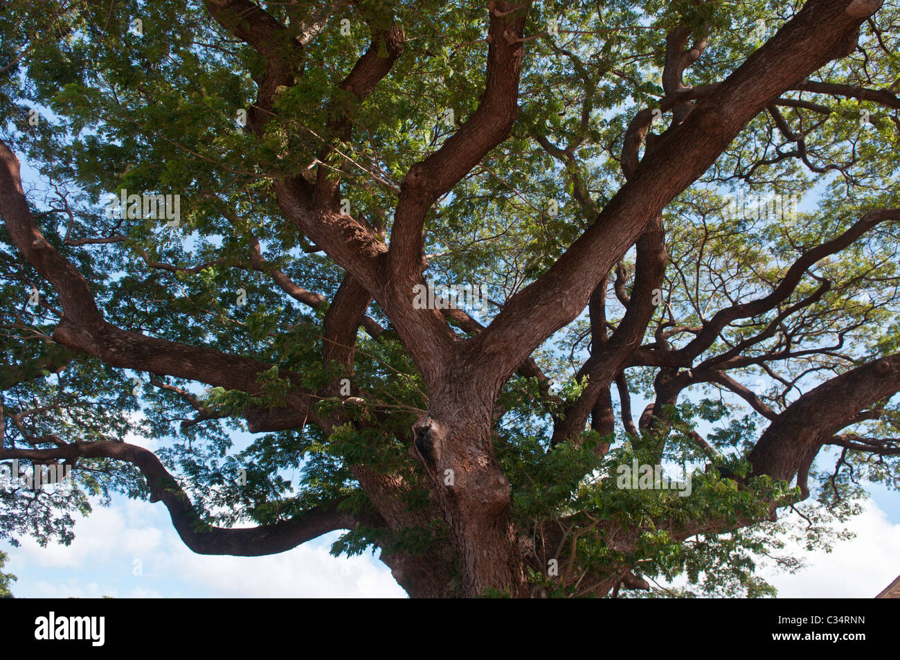Monkeypod tree hawaii hi-res stock photography and images - Alamy