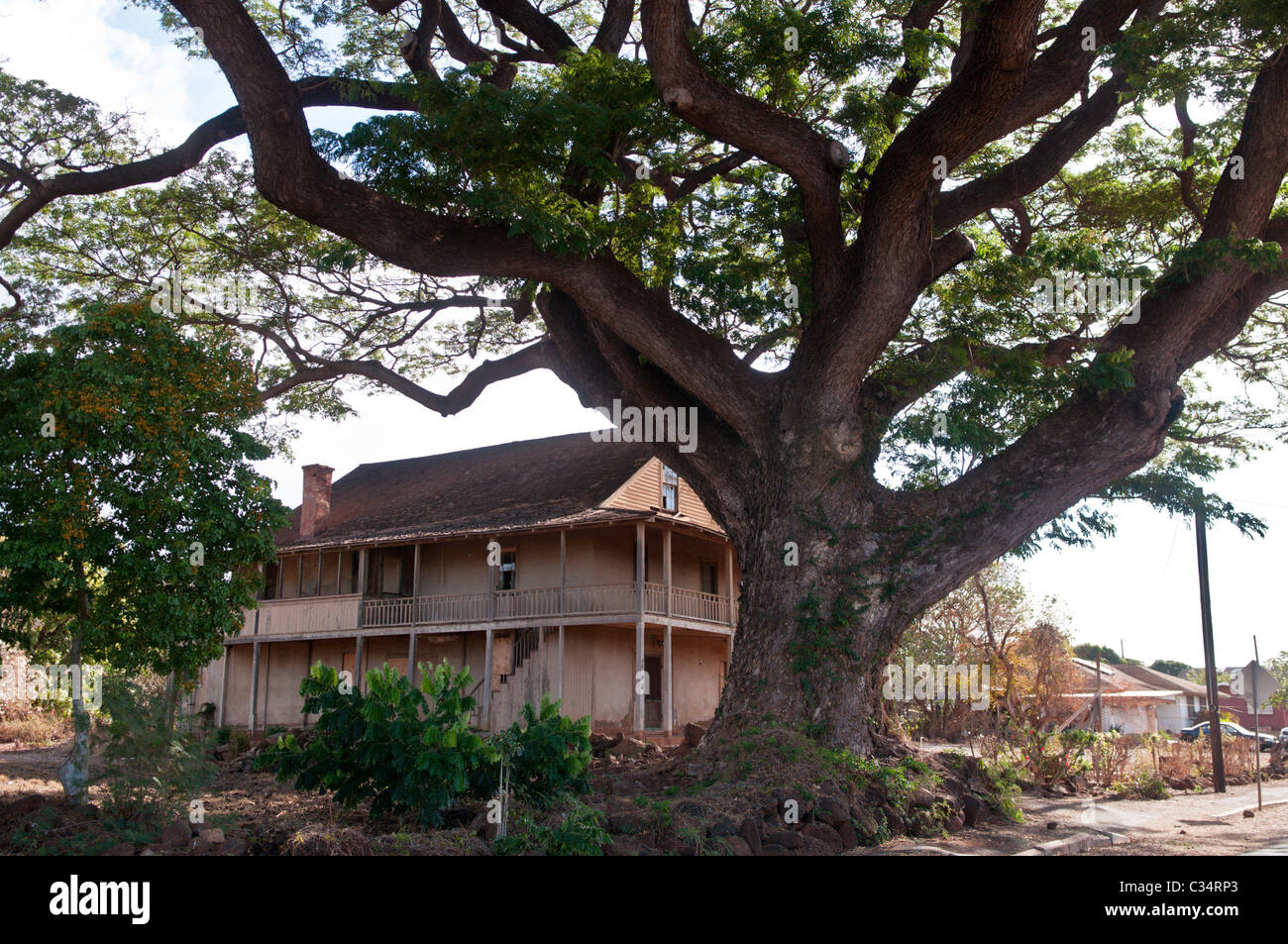 Monkey pod tree hi-res stock photography and images - Alamy