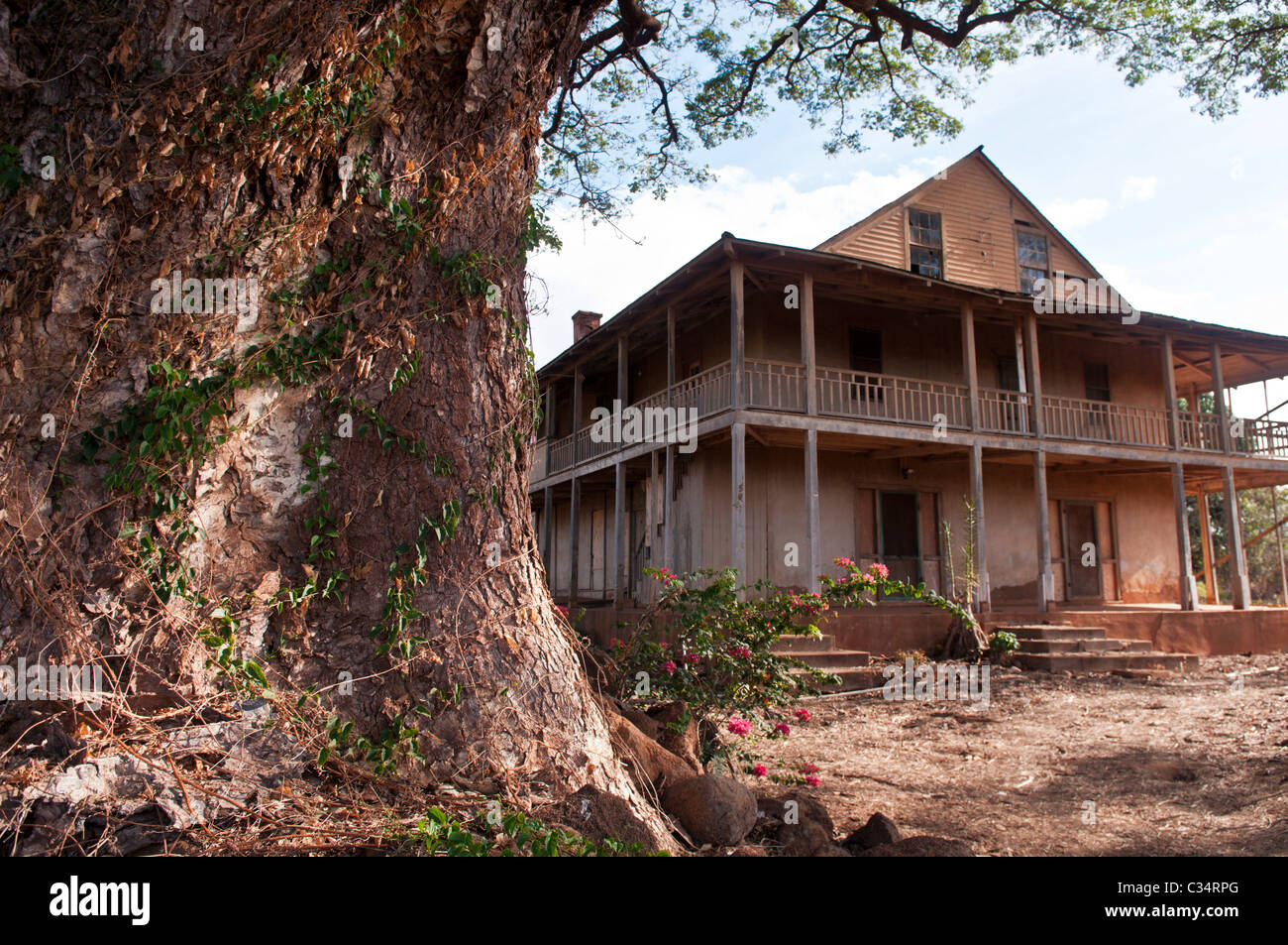Monkey pod tree hi-res stock photography and images - Alamy