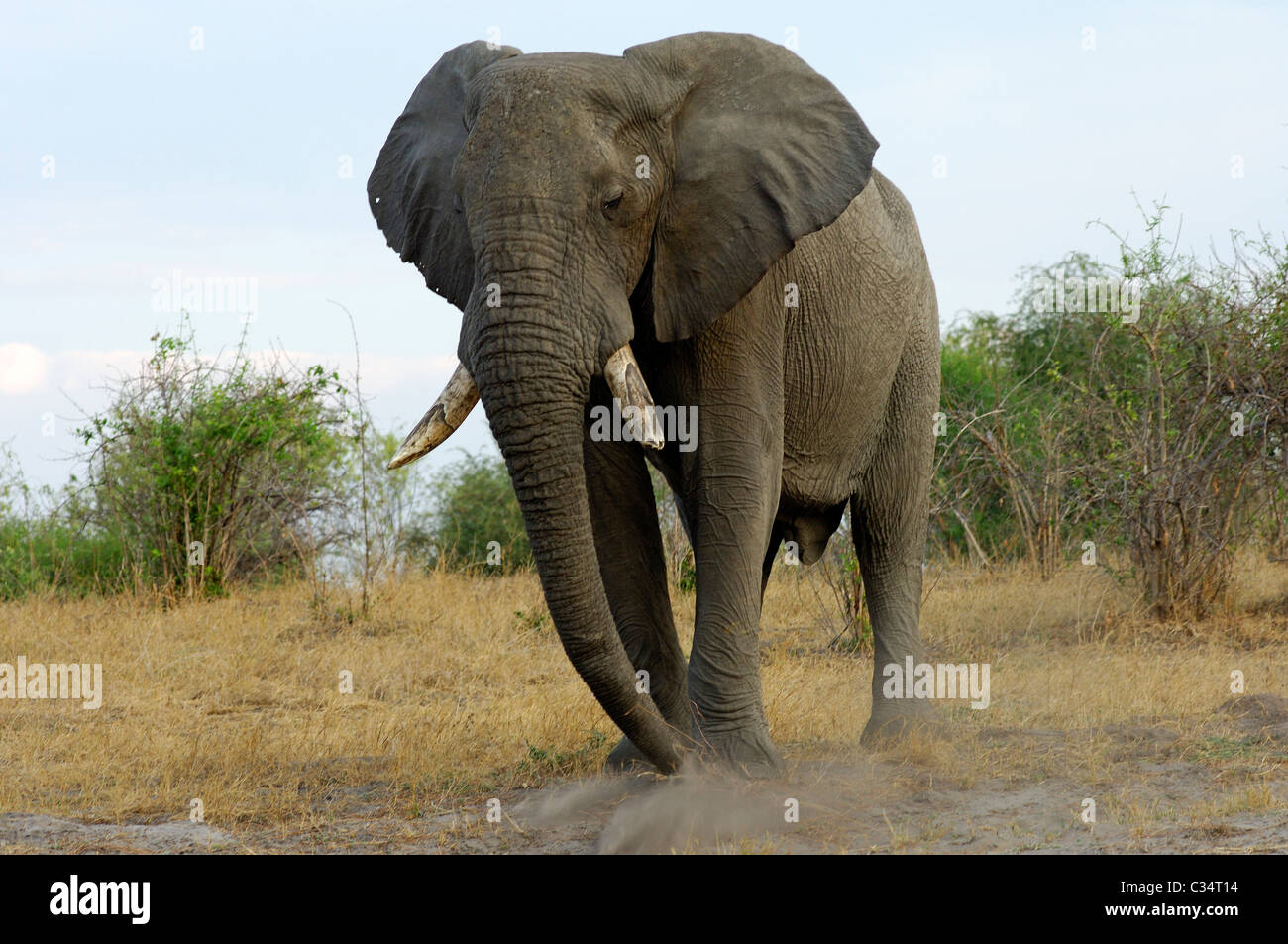Angry adult african elephant hi-res stock photography and images - Alamy