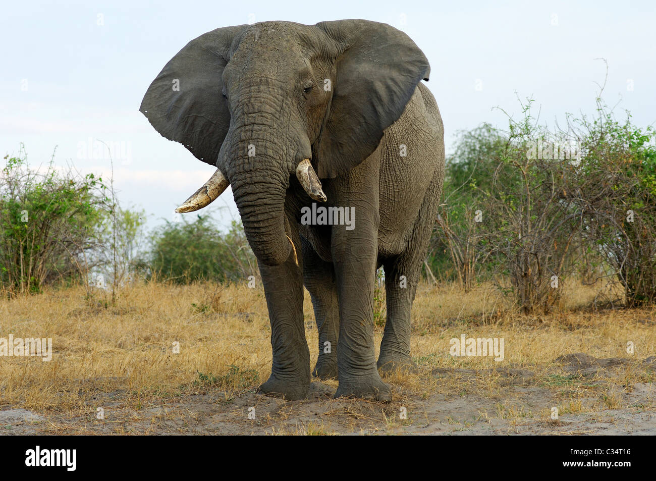 Angry adult African Elephant bull blowing sand in the air with its ...