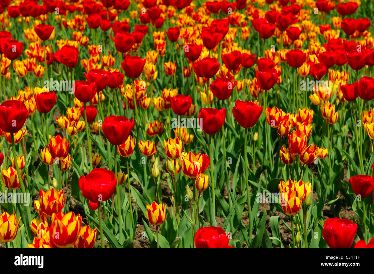 Tulip bed with Red Gorgette und Colour Spectacle varieties, Dutch ...