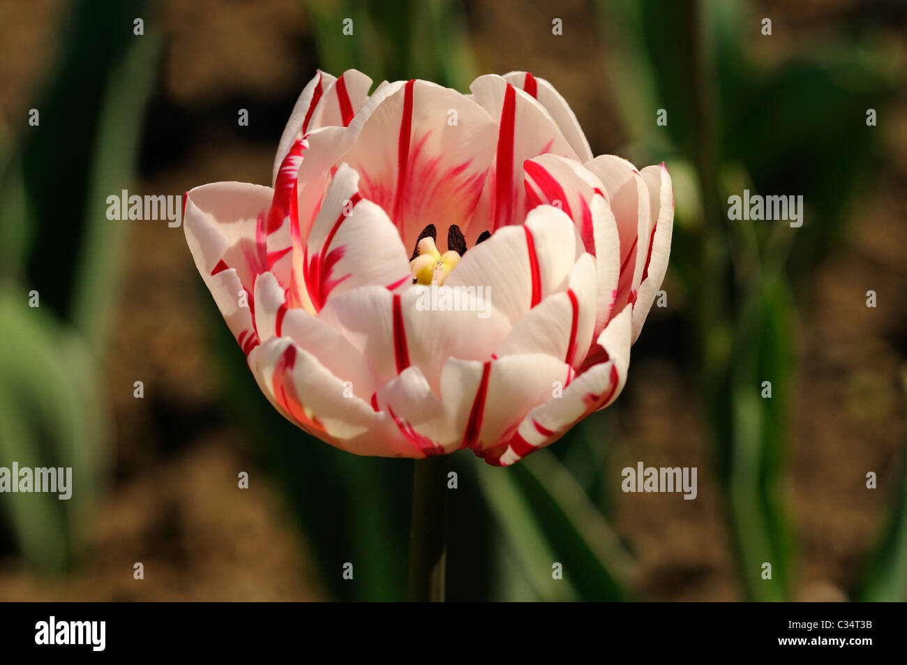 Double lateTulip variety Carnaval de Nice, Dutch Tulips Stock Photo - Alamy