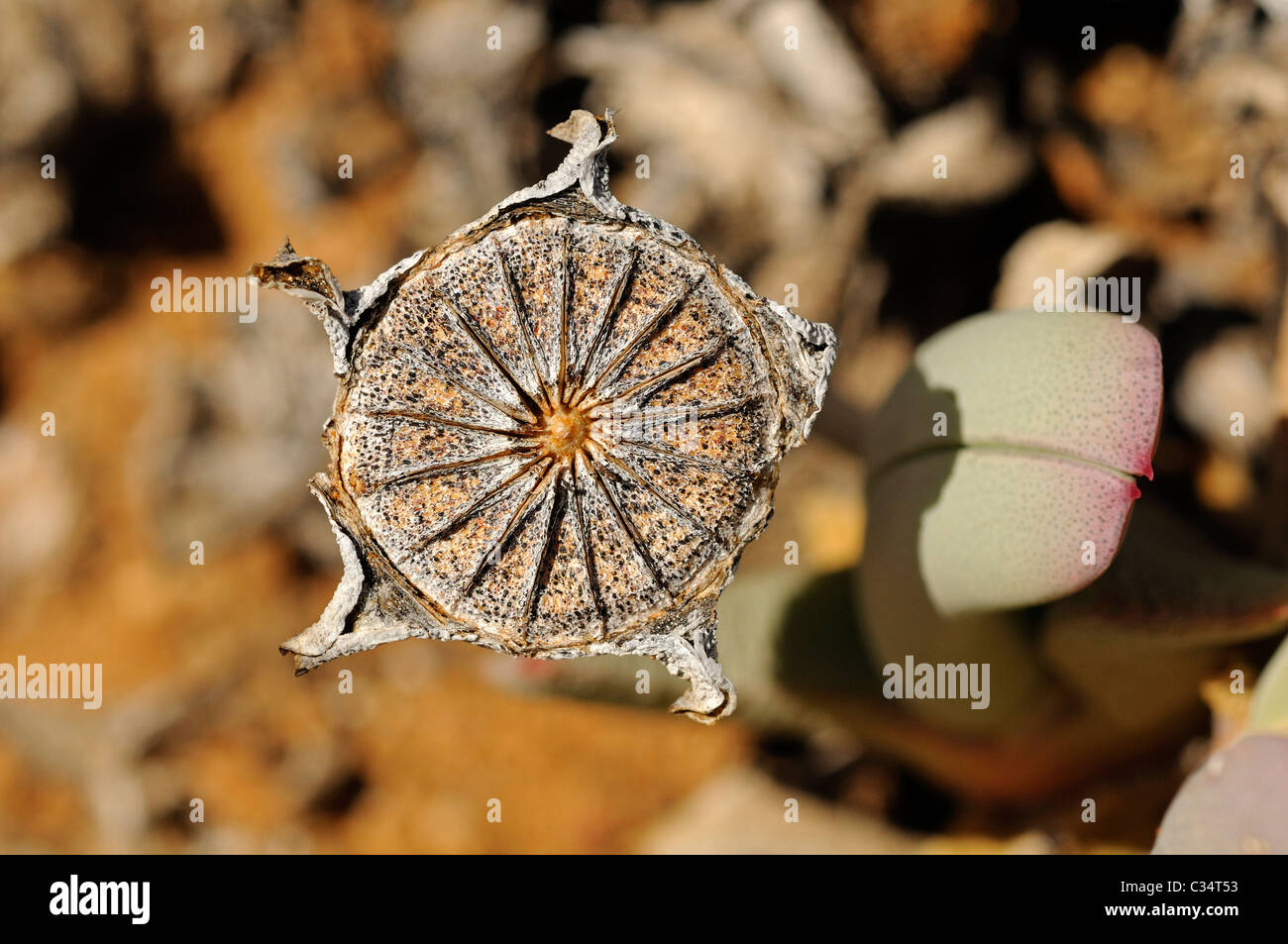 seed capsule of Cheiridopsis sp., Aizoaceae, Mesembs, Goegap Nature ...