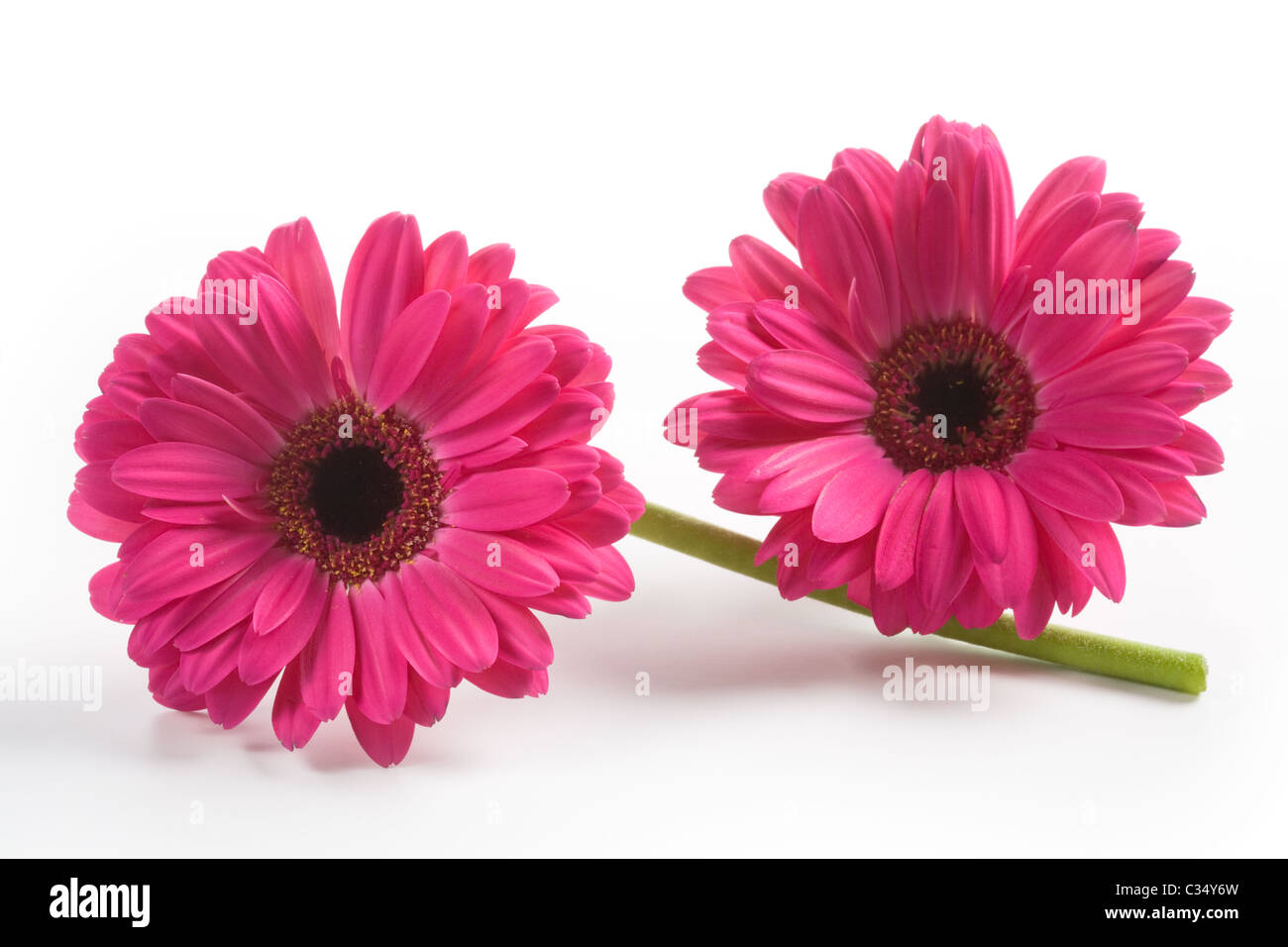 Two gerbera daisy flowers on white background Stock Photo - Alamy