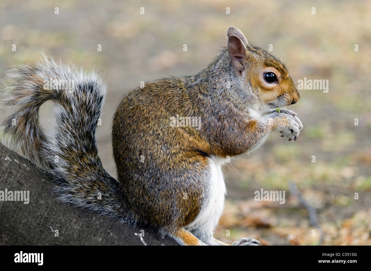 Grey Squirrel, London, UK Stock Photo - Alamy