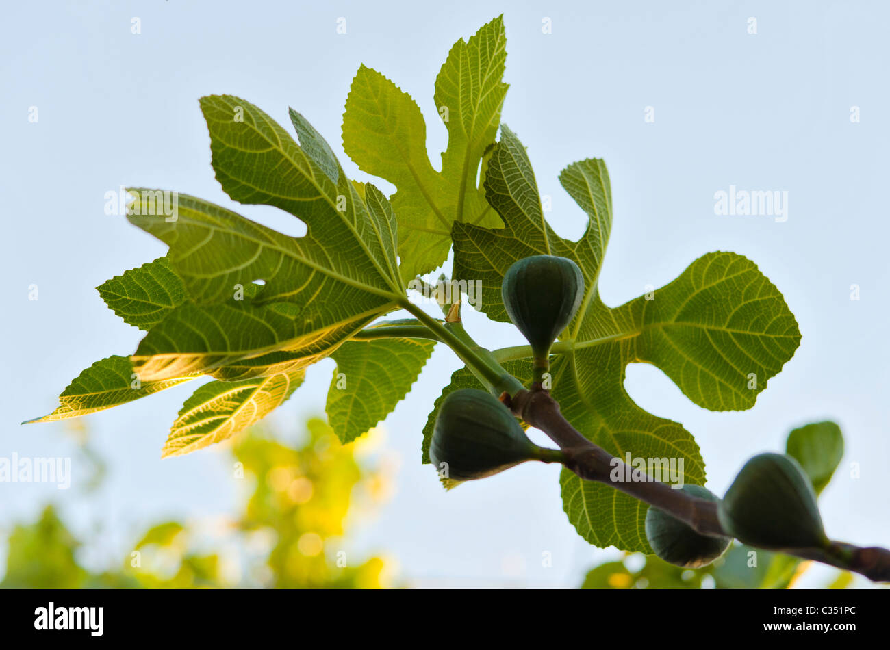 Fig tree uk hi-res stock photography and images - Alamy
