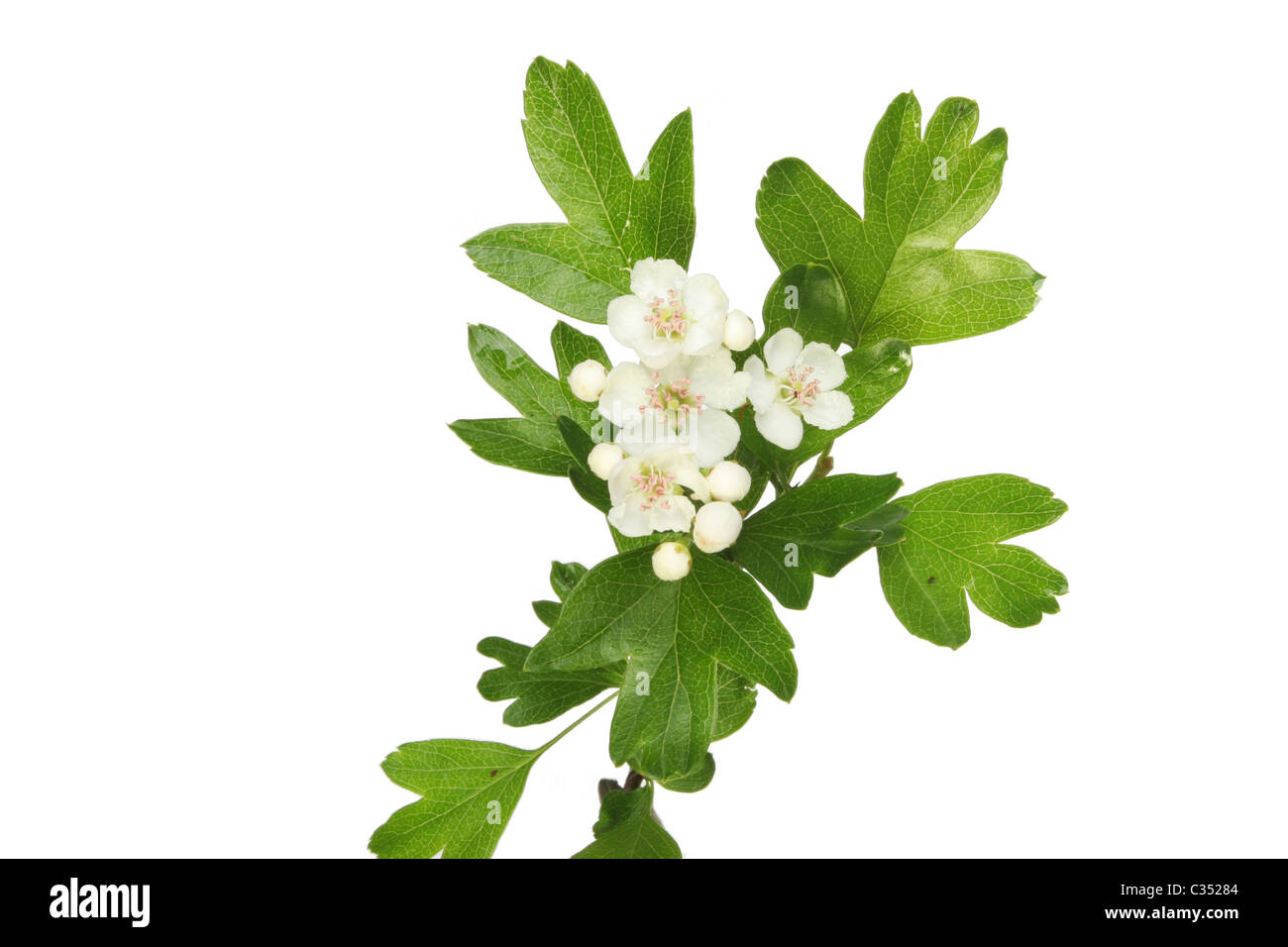 Hawthorn hi-res stock photography and images - Alamy