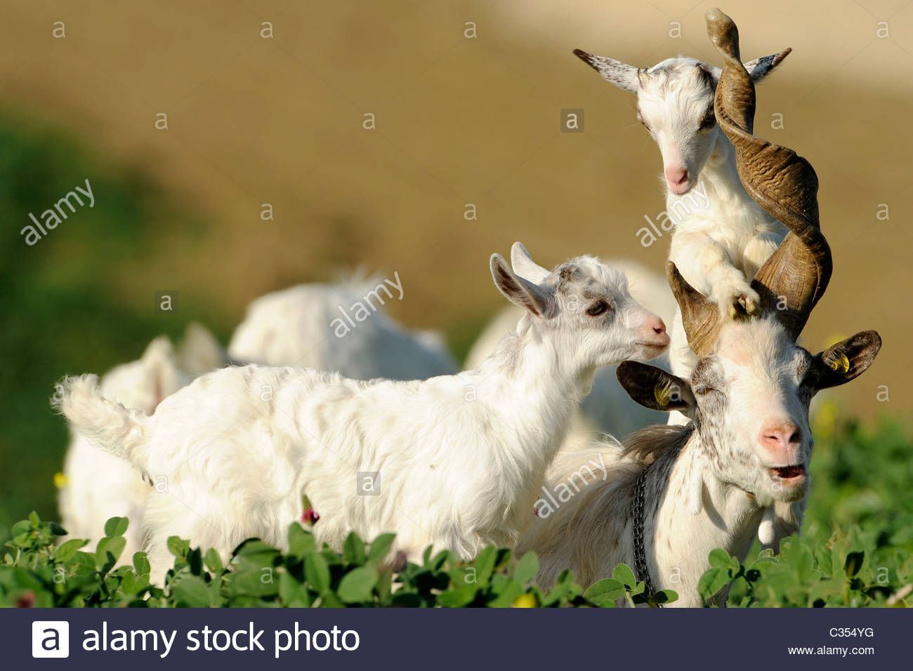 Girgentana Goats Stock Photos & Girgentana Goats Stock Images - Alamy