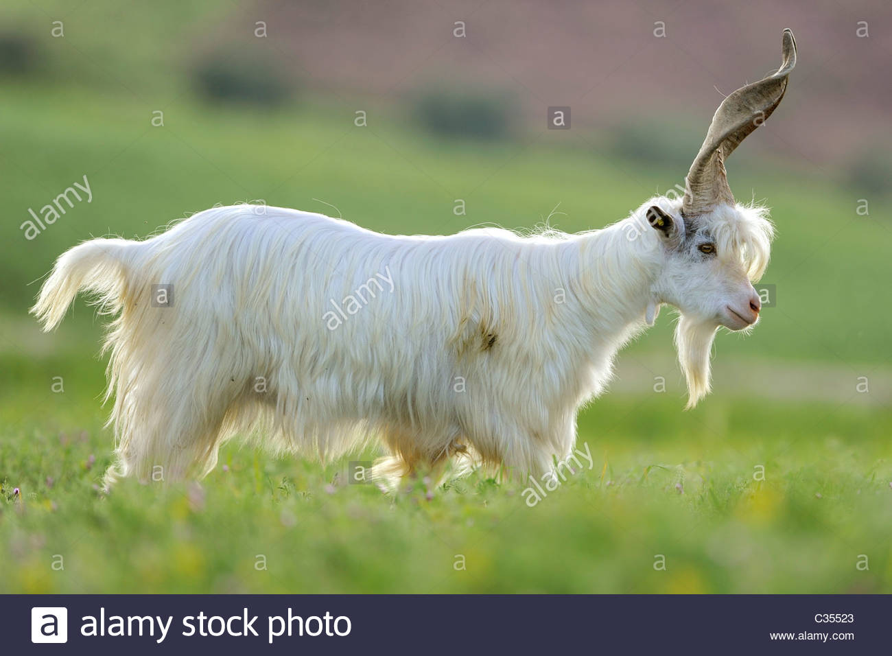 Girgentana Goat Stock Photos & Girgentana Goat Stock Images - Alamy