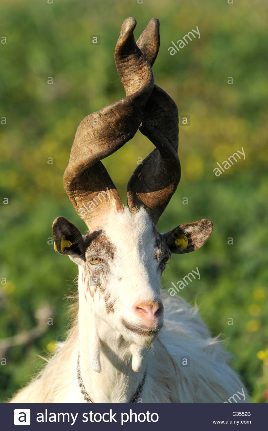 Sicily Goat Stock Photos & Sicily Goat Stock Images - Alamy
