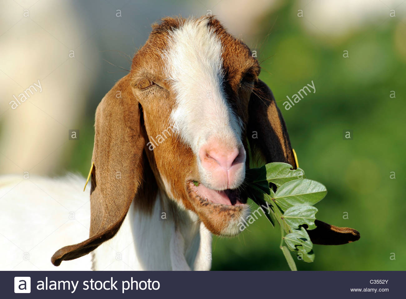 Sicily Goat Stock Photos & Sicily Goat Stock Images - Alamy