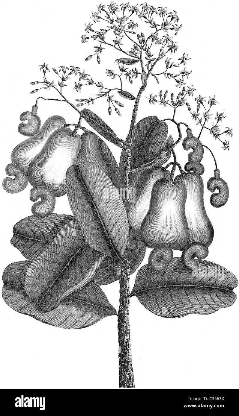 Cashew Tree Drawing