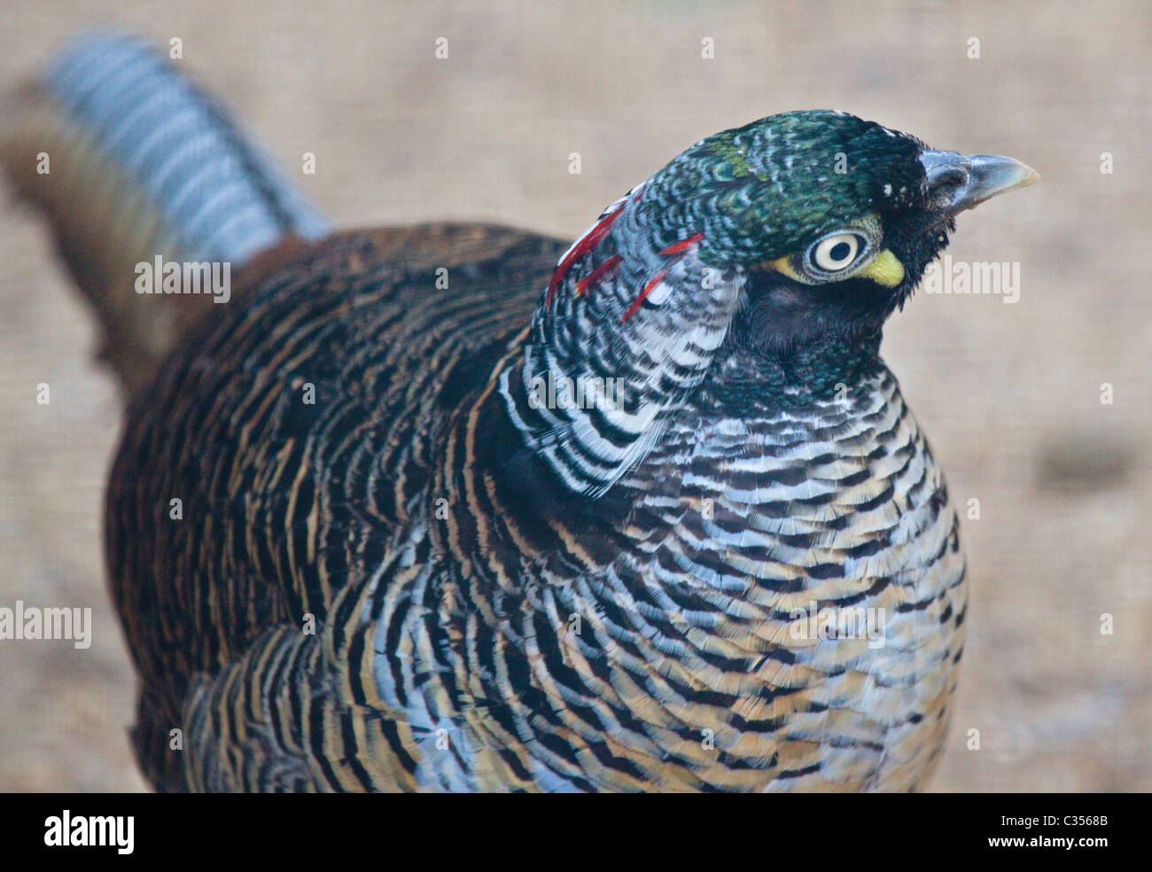 Lady amherst pheasant hi-res stock photography and images - Alamy