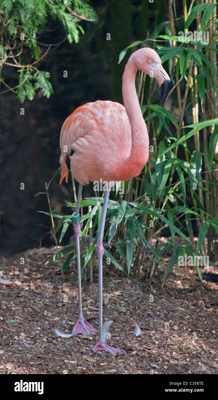 Chile flamingo hi-res stock photography and images - Alamy