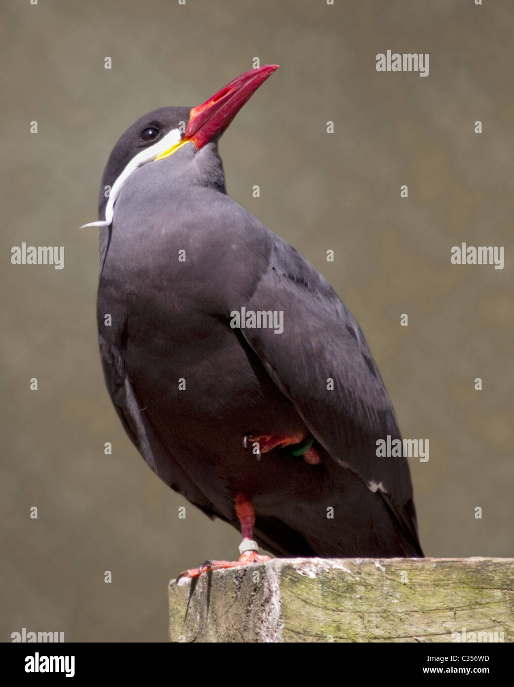 Inca Tern (lasrosterna inca Stock Photo - Alamy