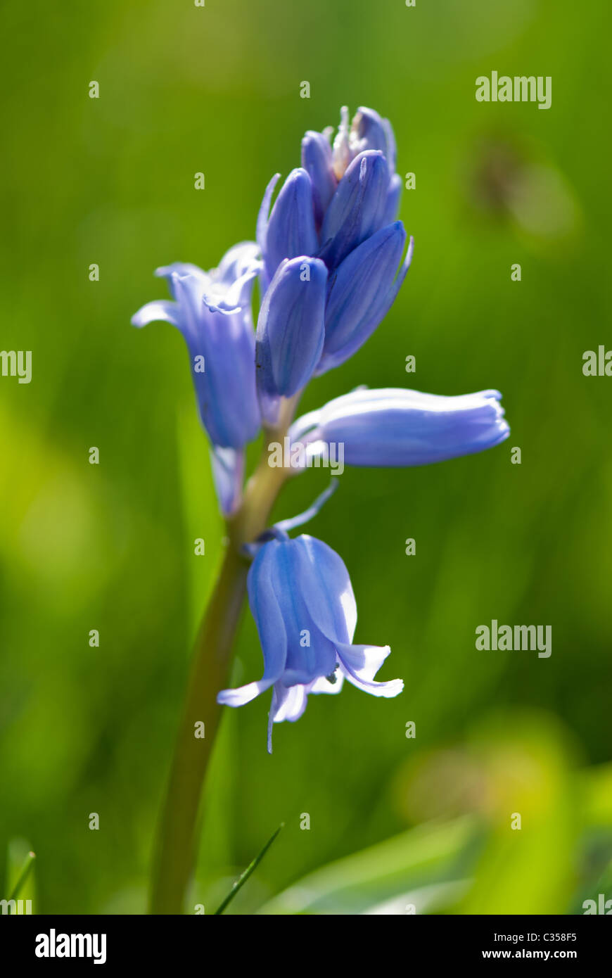 Bluebell the plant hi-res stock photography and images - Alamy