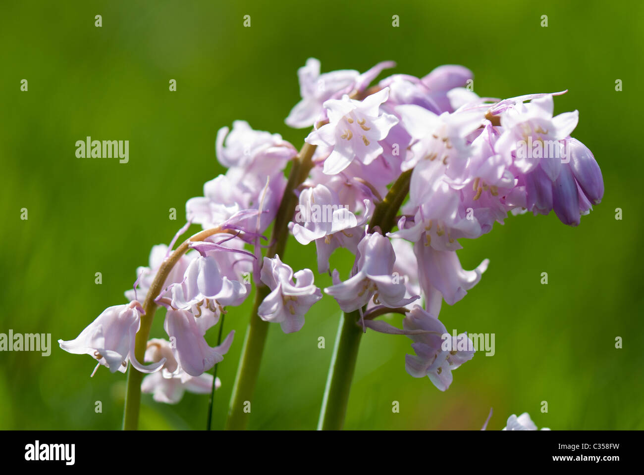 Mauve spring flower hi-res stock photography and images - Alamy