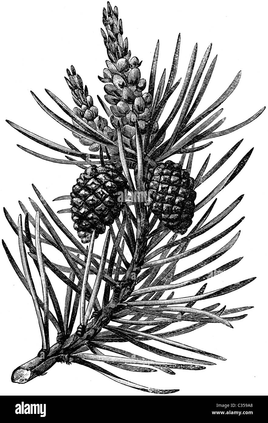 Scotch fir hi-res stock photography and images - Alamy