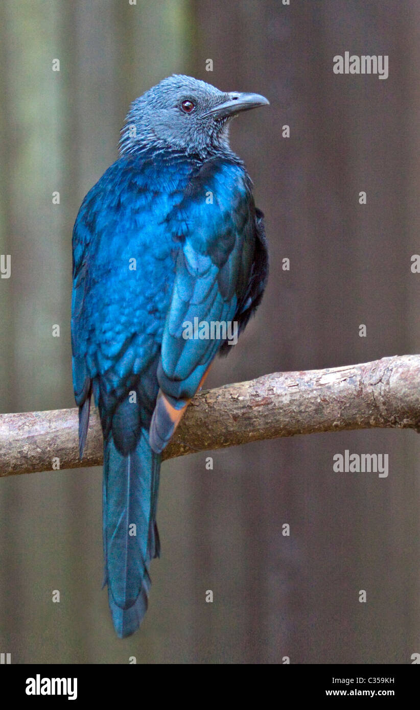 Red Winged Starling (onychognathus morio Stock Photo - Alamy