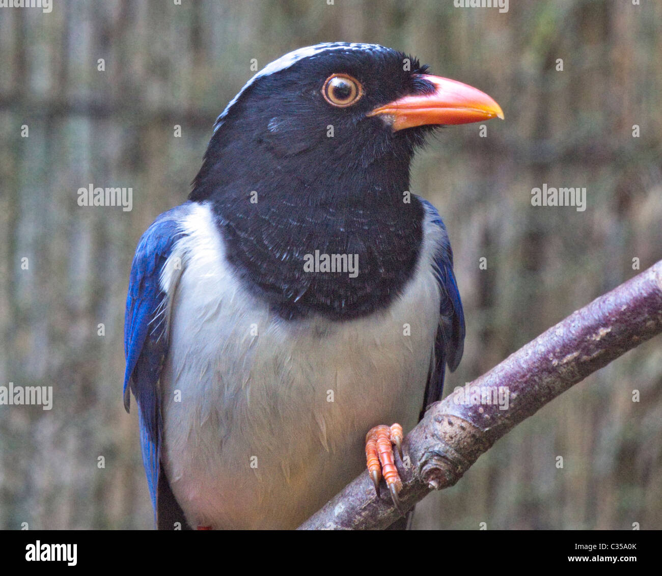 Red-Billed Blue Magpie (urocissa erythrorhyncha Stock Photo - Alamy