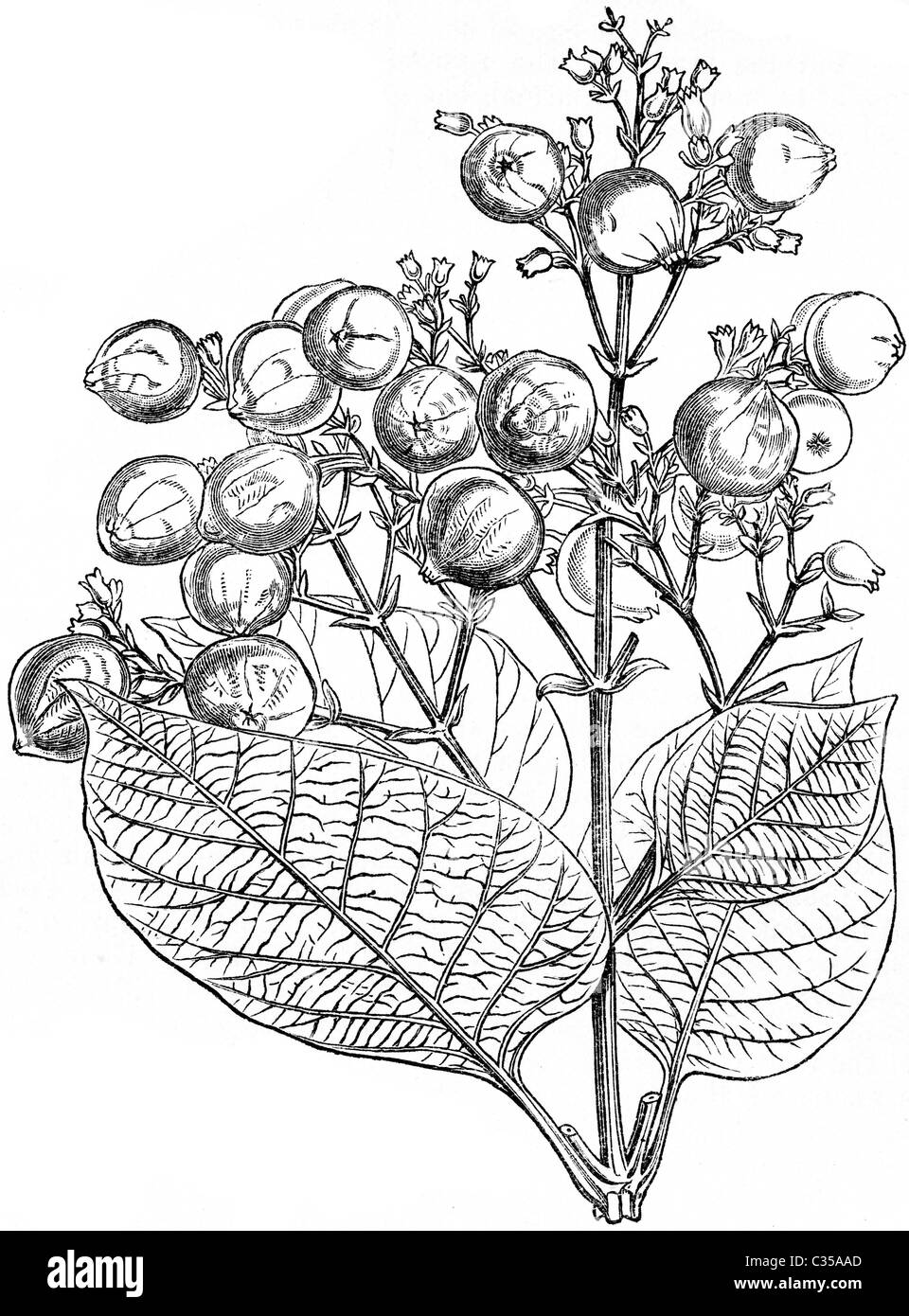 Tectona grandis tree Black and White Stock Photos & Images - Alamy