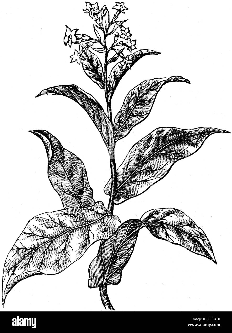 Tobacco plant drawing hi-res stock photography and images - Alamy