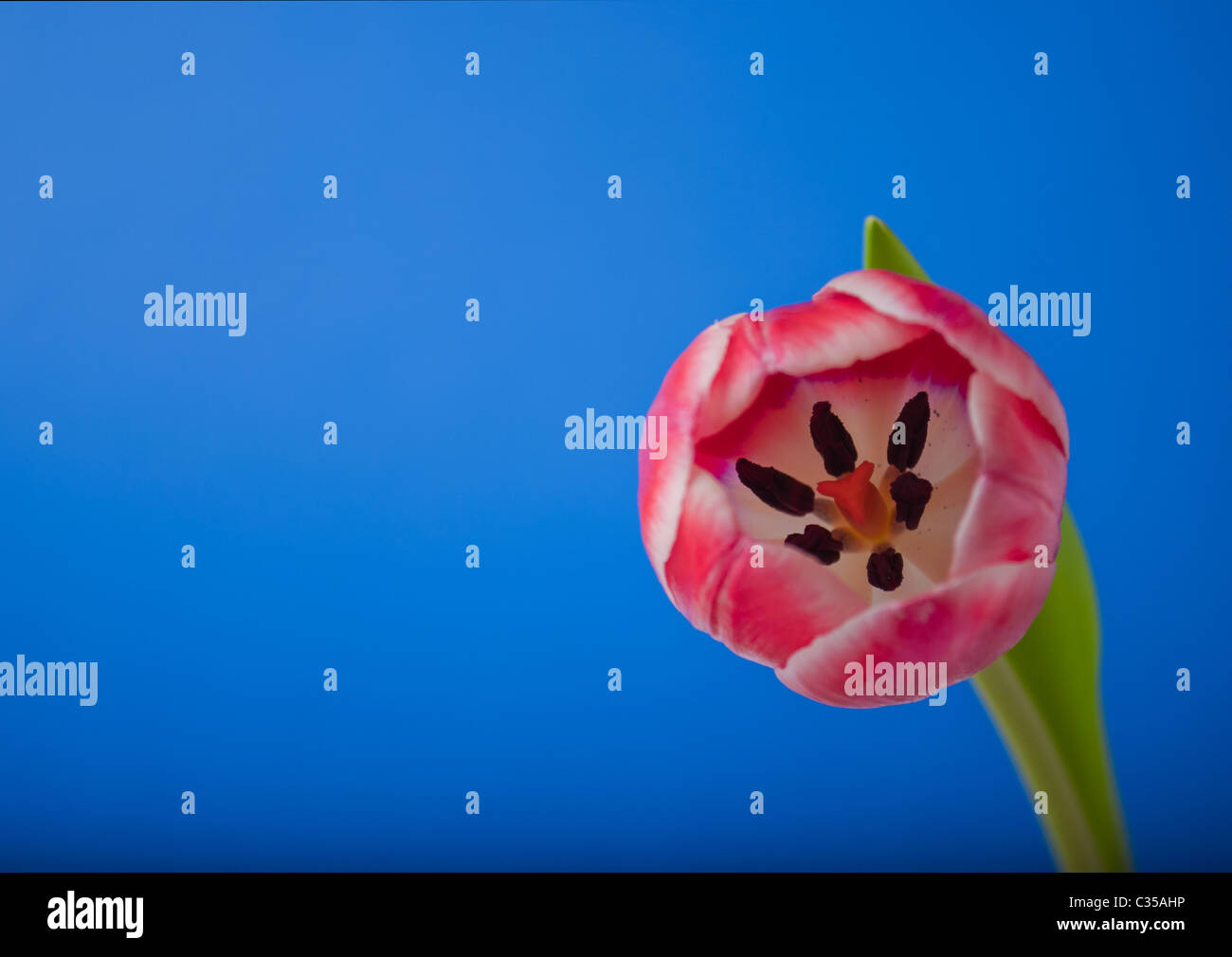 Inside of tulip hi-res stock photography and images - Alamy