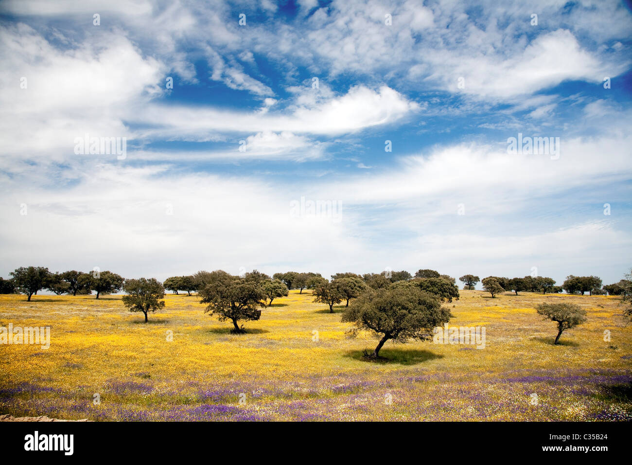 A flowery meadow with oak trees in Portugal Stock Photo - Alamy