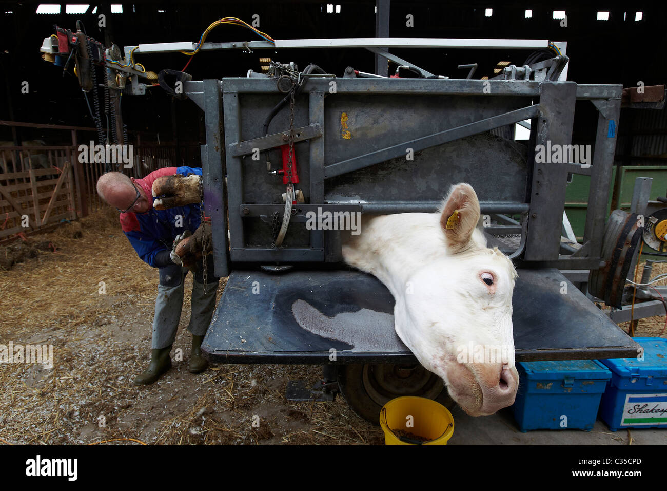 Cow in a roll cage that supports its weight whilst its hooves are ...
