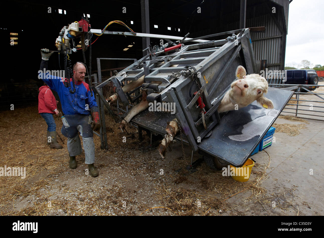 Cow in a roll cage that supports its weight whilst its hooves are ...