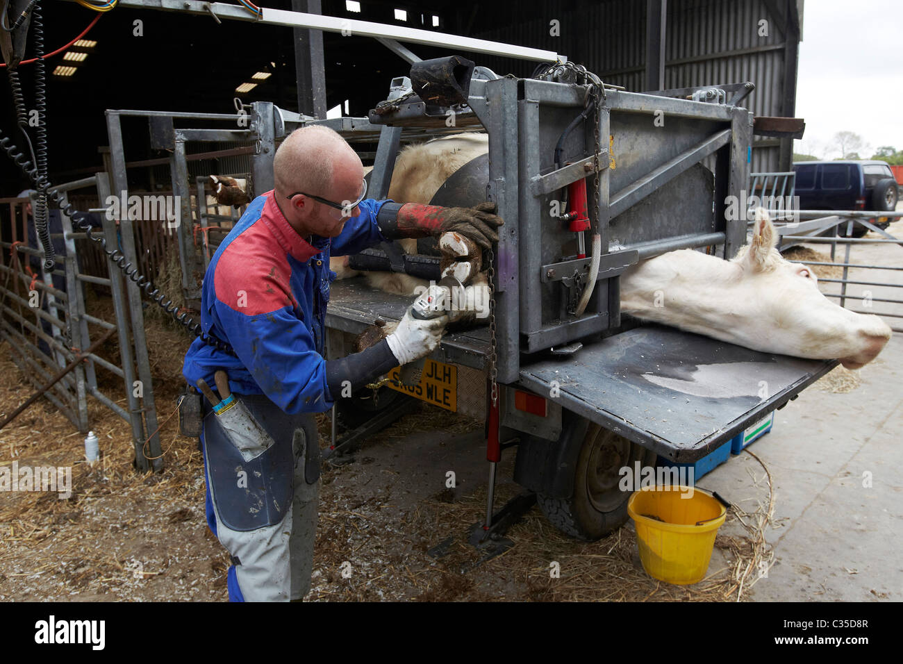 Cow in a roll cage that supports its weight whilst its hooves are ...