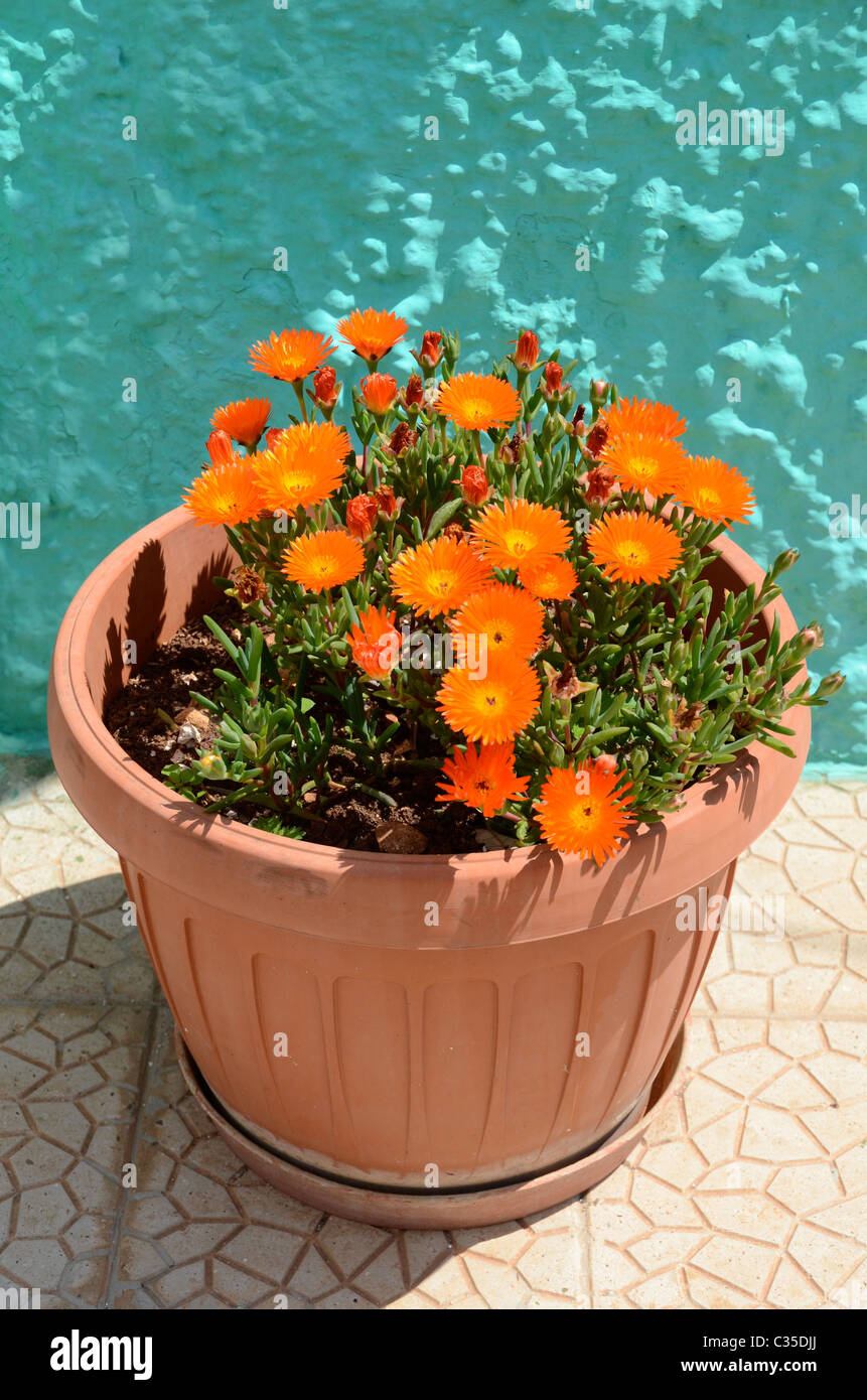 Flowers in planter, Puglia, Italy Stock Photo - Alamy