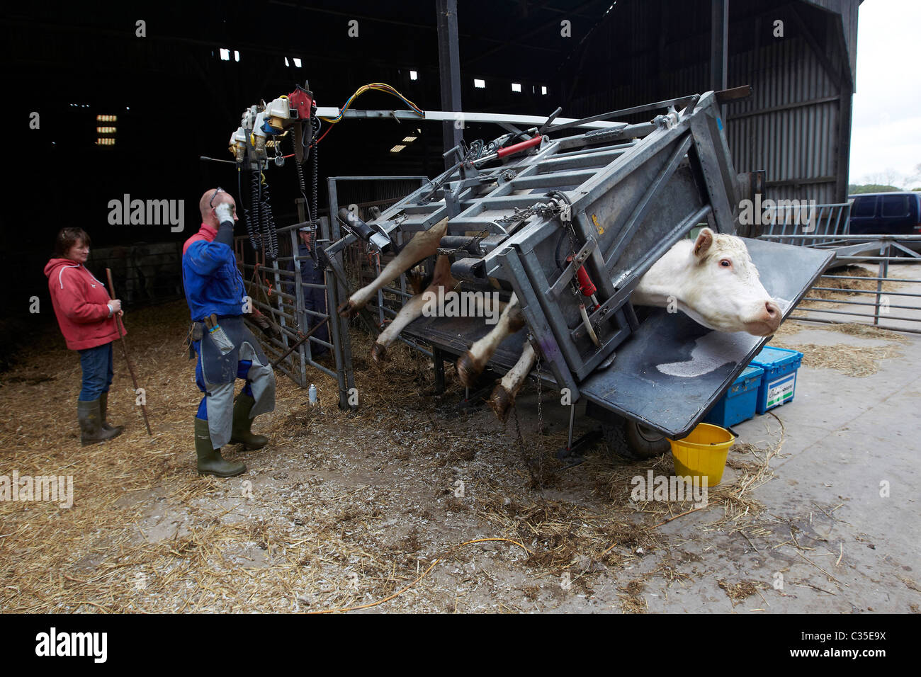 Cow in a roll cage that supports its weight whilst its hooves are ...