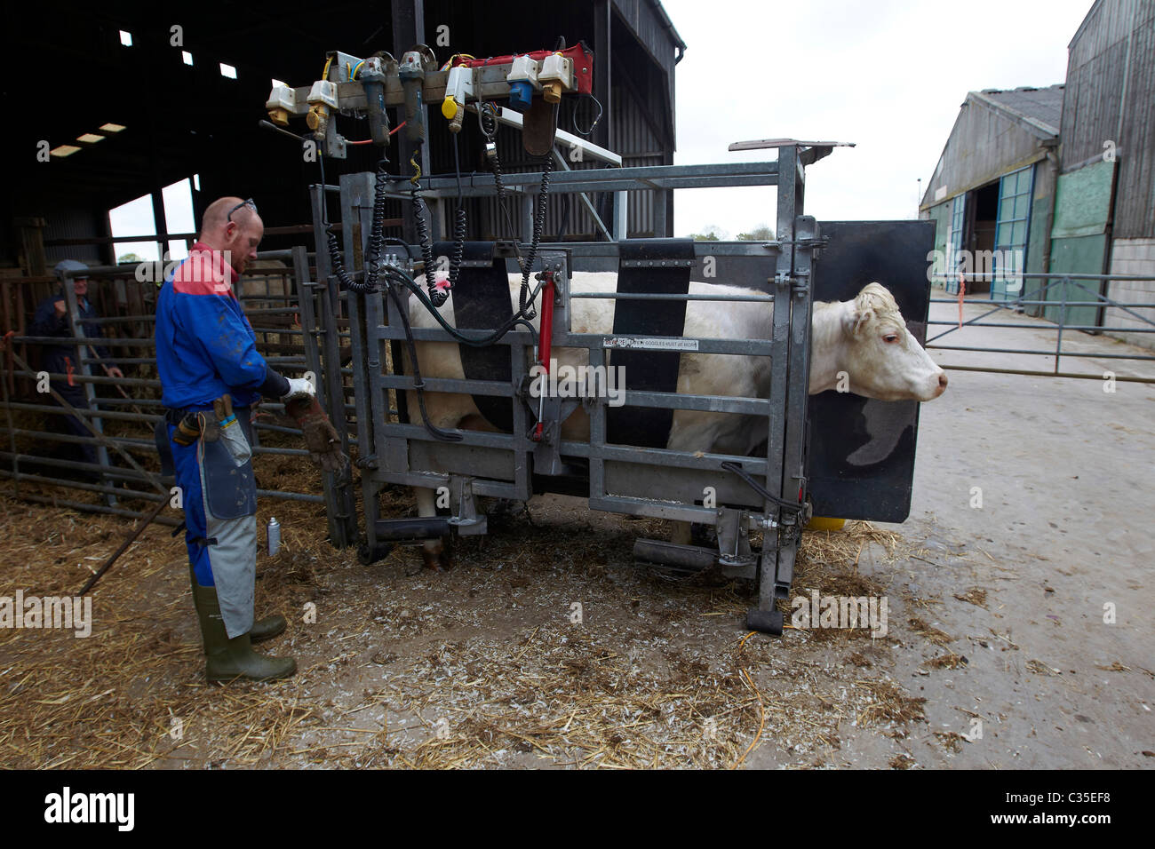 Cow in a roll cage that supports its weight whilst its hooves are ...