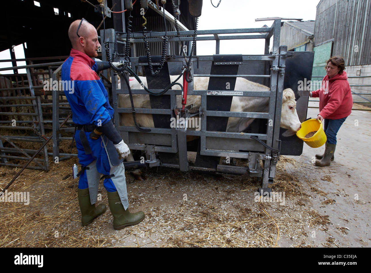 Cow in a roll cage that supports its weight whilst its hooves are ...