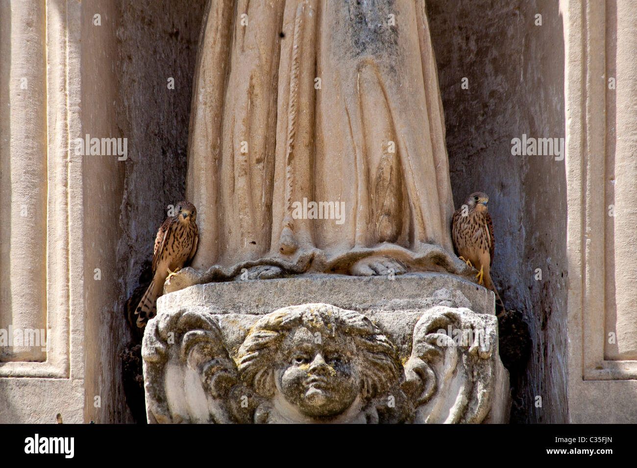 Hawk, Old Town, Matera, Basilicata, Italy Stock Photo - Alamy