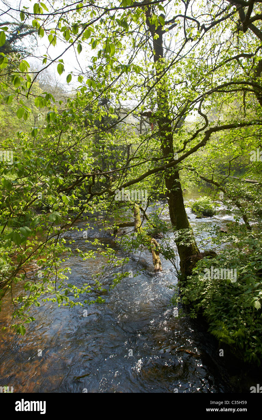 River Derwent flowing through Forge Valley, East Ayton, North Yorkshire ...