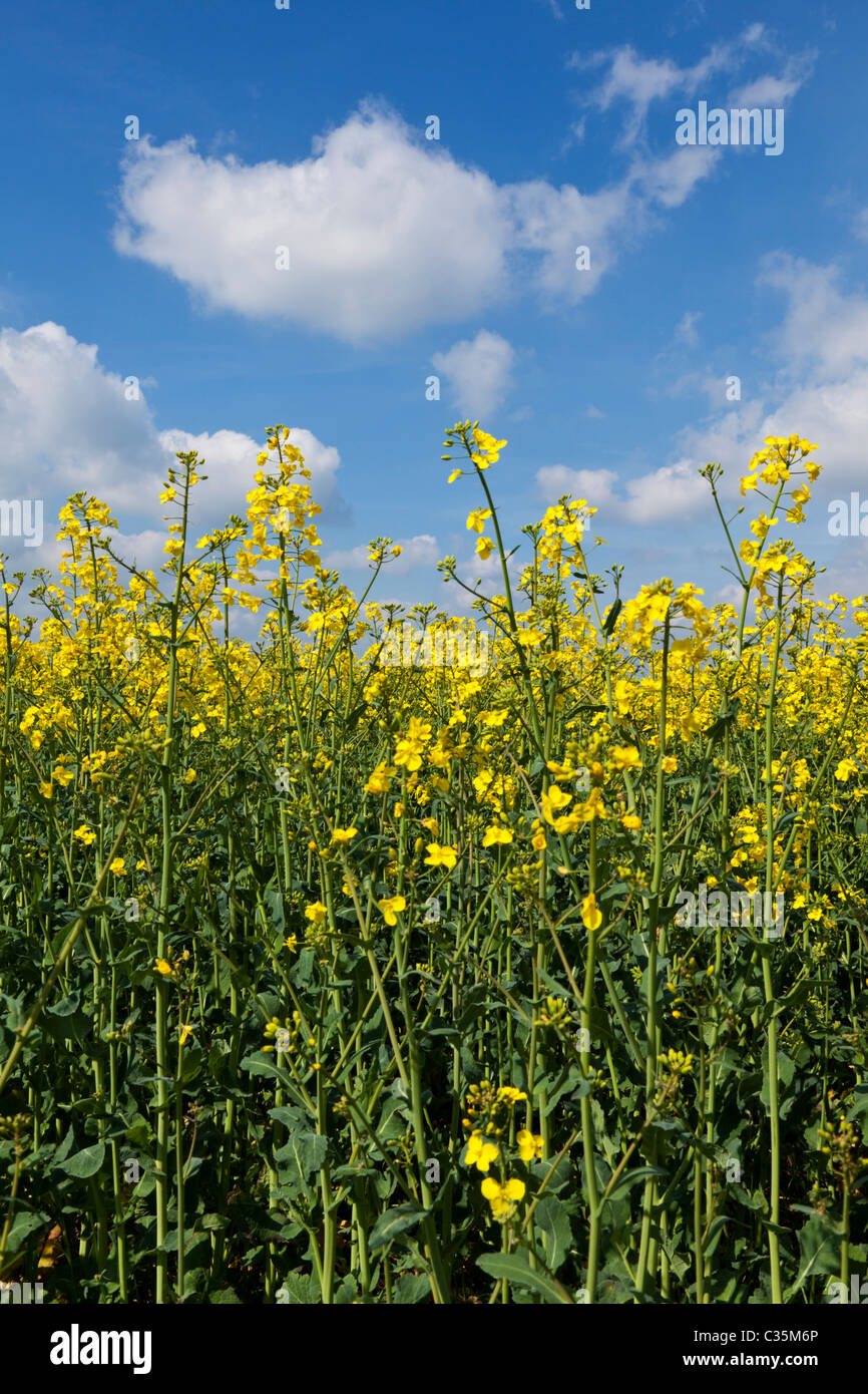 Bright vivid Yellow Oil seed rape flowers in a field in Derbyshire ...