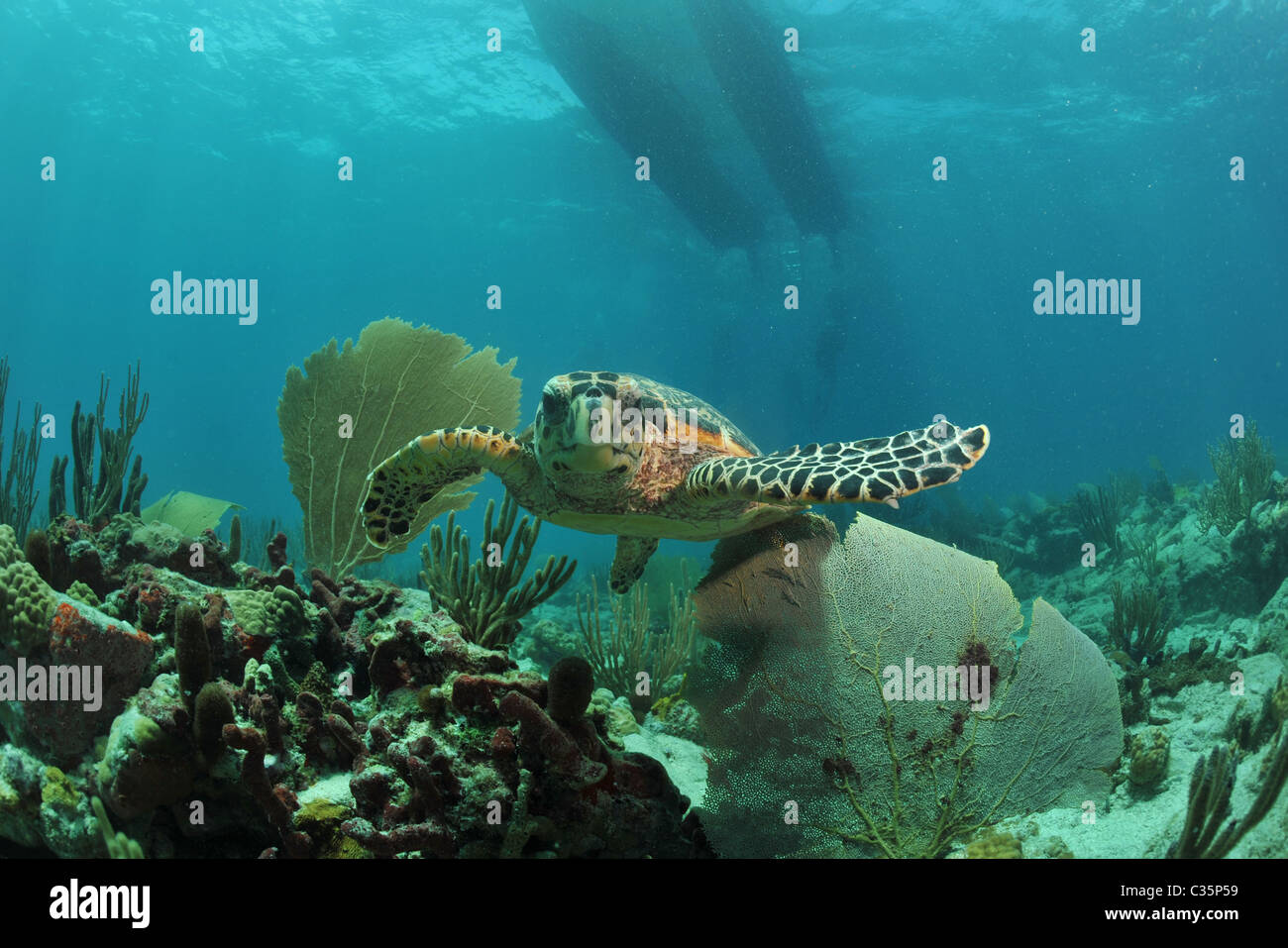 Hawksbill turtle close hi-res stock photography and images - Alamy