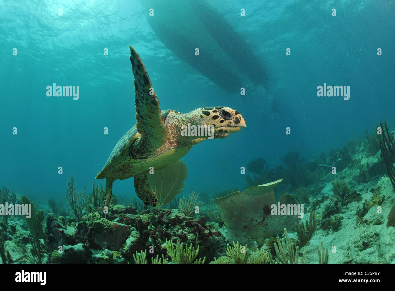 Waving Hawksbill turtle Stock Photo - Alamy