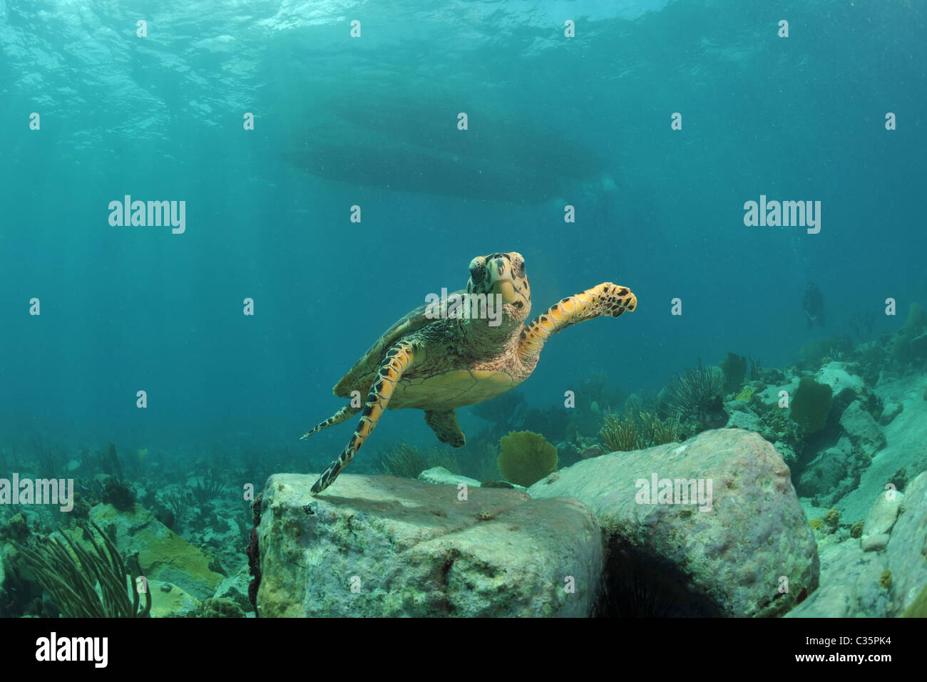 Young hawksbill turtle hi-res stock photography and images - Alamy