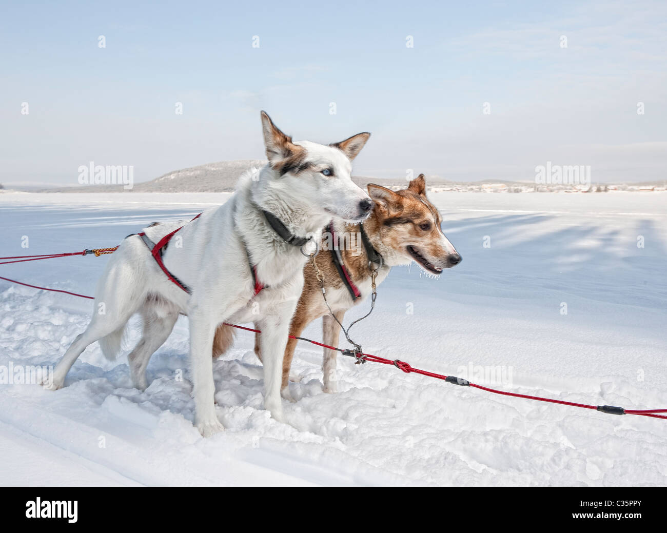 Huskies. Working sled dogs, Lapland, Sweden Stock Photo - Alamy