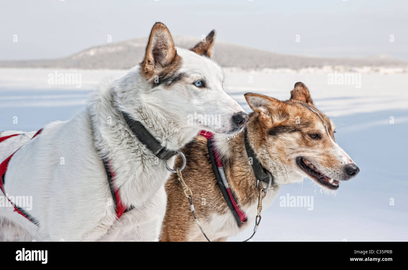 Huskies. Working sled dogs, Lapland, Sweden Stock Photo - Alamy